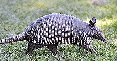 Armadillos - Animales De Las Américas | 2024 Armadillos - Animales De Las Américas | 2024
